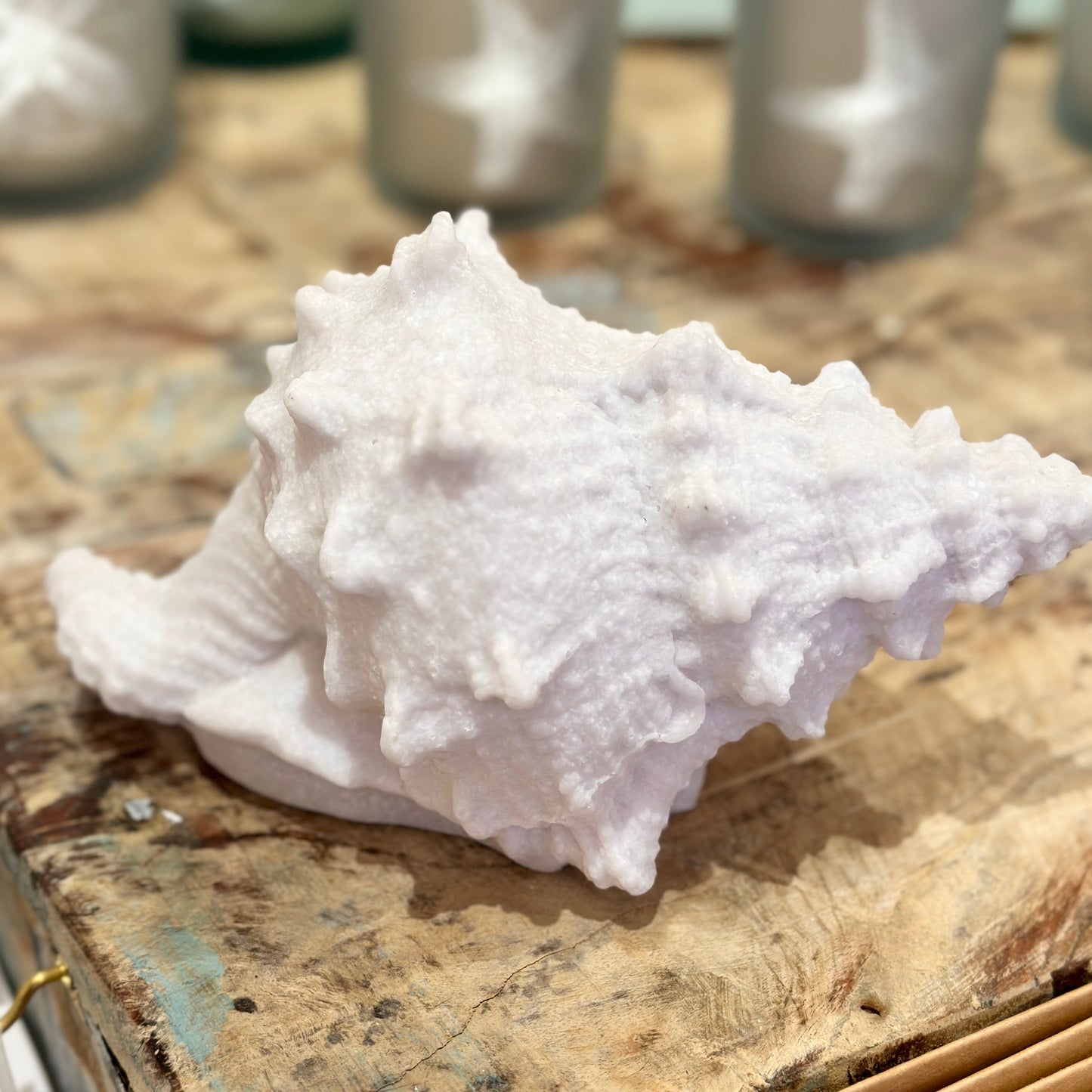 Bursa Shell Sandstone Light Box - 7-in – Mellow Monkey