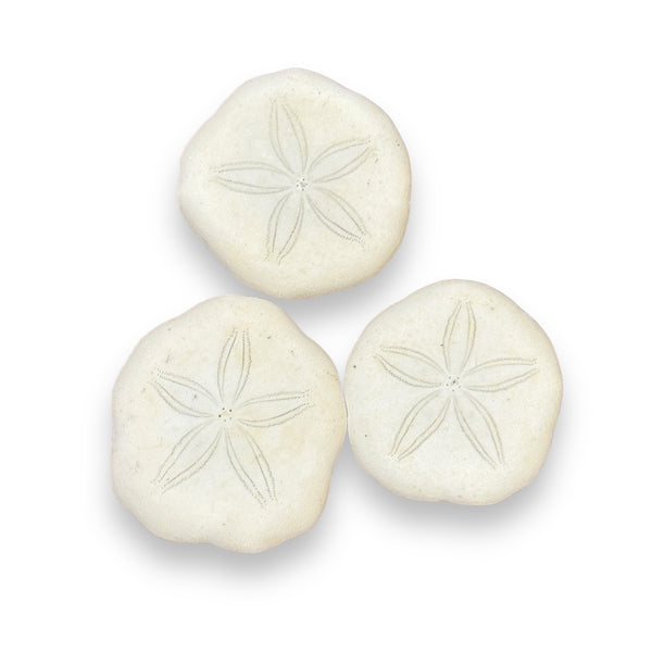 Mini Sand Dollar Sea Cookie - Coin Size – Mellow Monkey