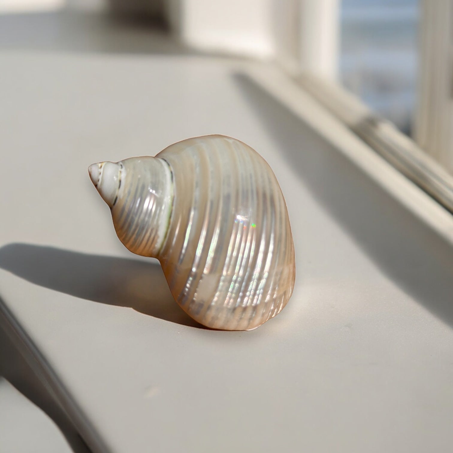 Turbo Pearlized Silver Mouth Seashell - 2.5" x 3" – Mellow Monkey