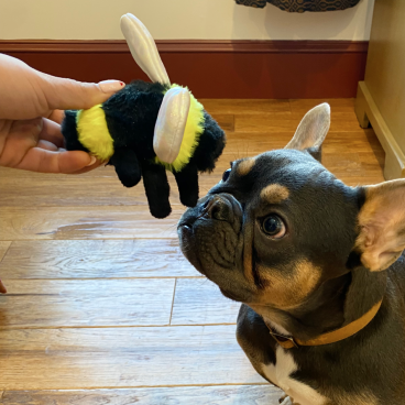Plush Bee Squeaker Toy - 5-in – Mellow Monkey